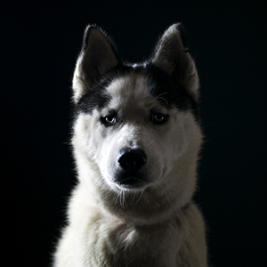 Meet the Team – Huskyhaven